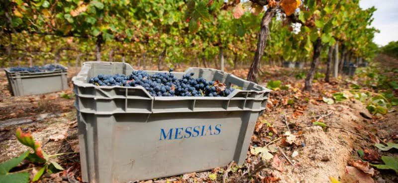 Vinhos da Caves Messias premiados - Distribuição Hoje