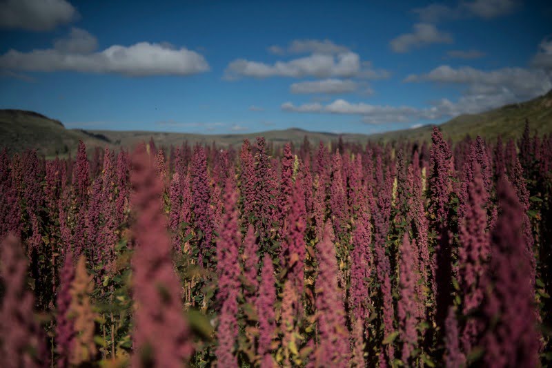 Peru promove consumo de quinoa em Portugal - Distribuição Hoje